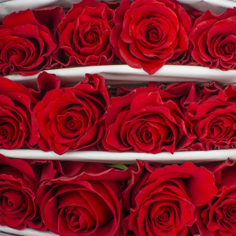 Royal Explorer – Hispanoroses